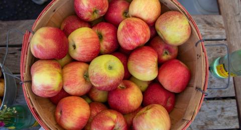 UT Farm Stand Market | University Housing and Dining